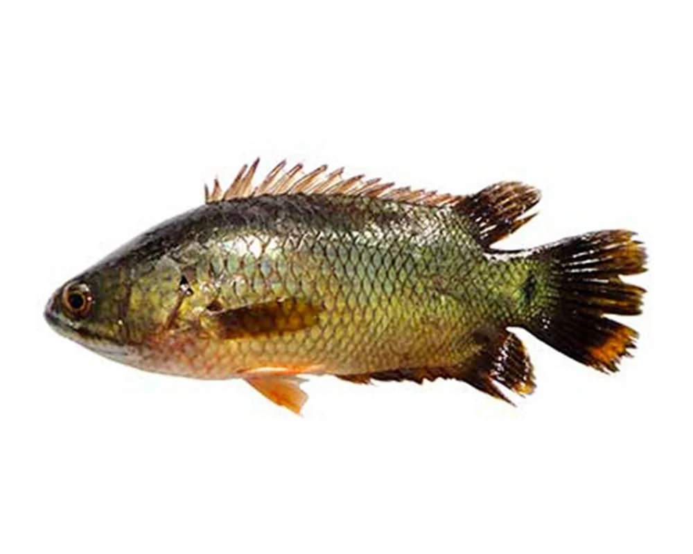 Shop Koi Fish Process Cultured (10-12 Pcs/kg) at Shwapno.com | Shwapno ...