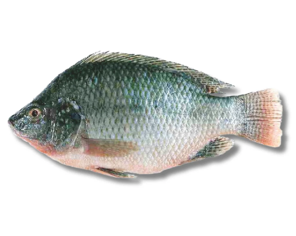 Shop Telapiya Big at Shwapno.com | Shwapno Online Grocery Shopping in ...