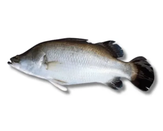 Shop Koral Fresh Local Captured (1.5-2.499 kg) at Shwapno.com | Shwapno ...