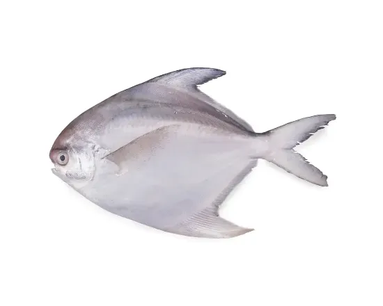 Rupchanda (Promfret) (5-6)Pcs 1kg | ঢাকা, চট্টগ্রাম, কুমিল্লা ও সিলেটে ...