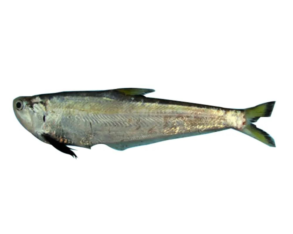 Shop Faisha Captured (P) at Shwapno.com | Shwapno Online Grocery ...